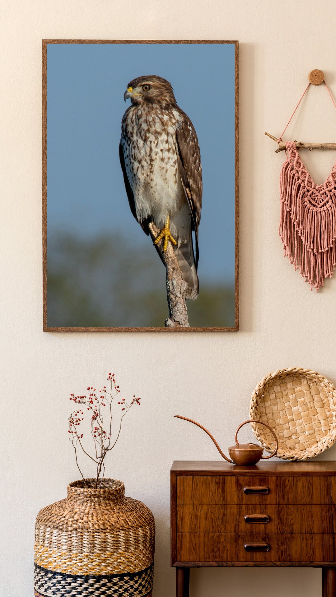 Red Shouldered Hawk Fine Art Print | Hawk Portrait | Hawk Photo | Bird ...
