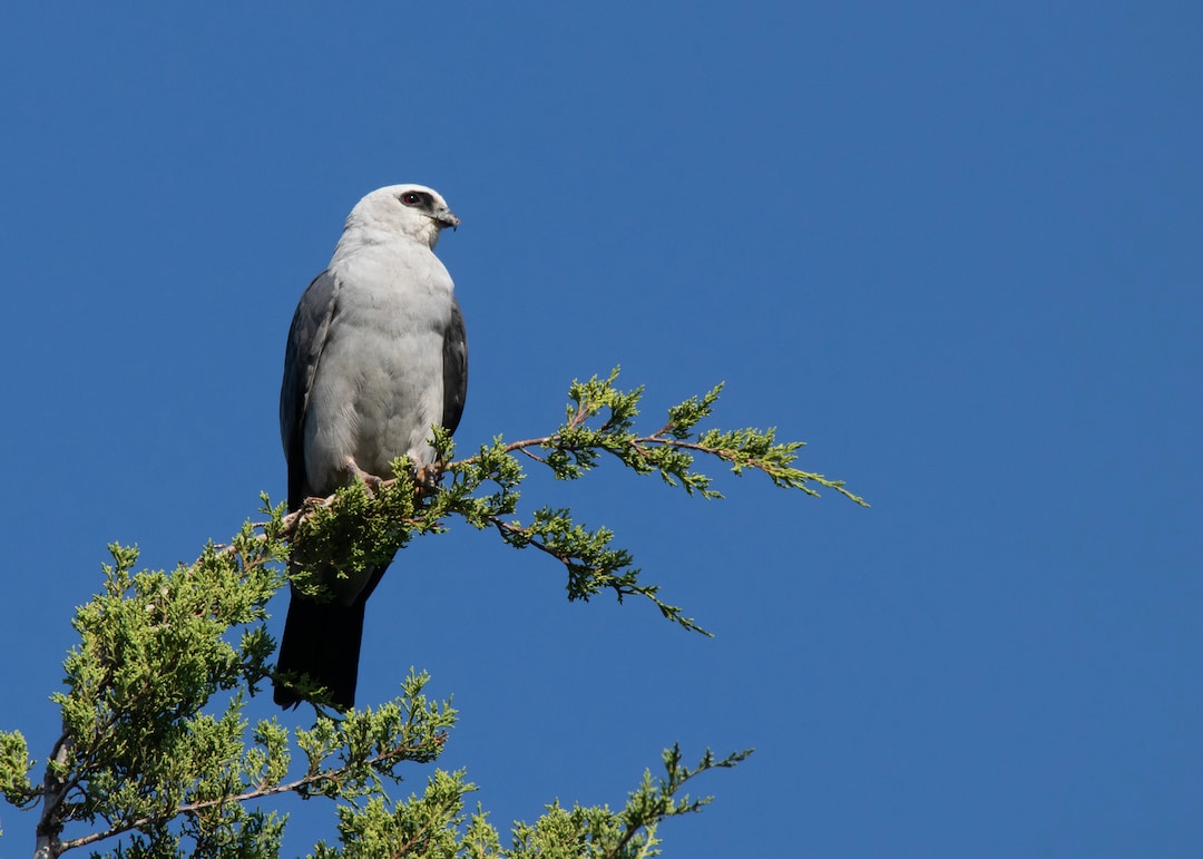 Mississippi Kite Fine Art Print | Kite Portrait | Raptor Photo | Bird ...