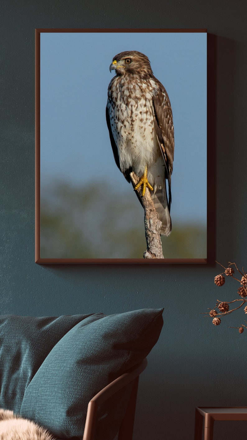 Red Shouldered Hawk Fine Art Print | Hawk Portrait | Hawk Photo | Bird ...
