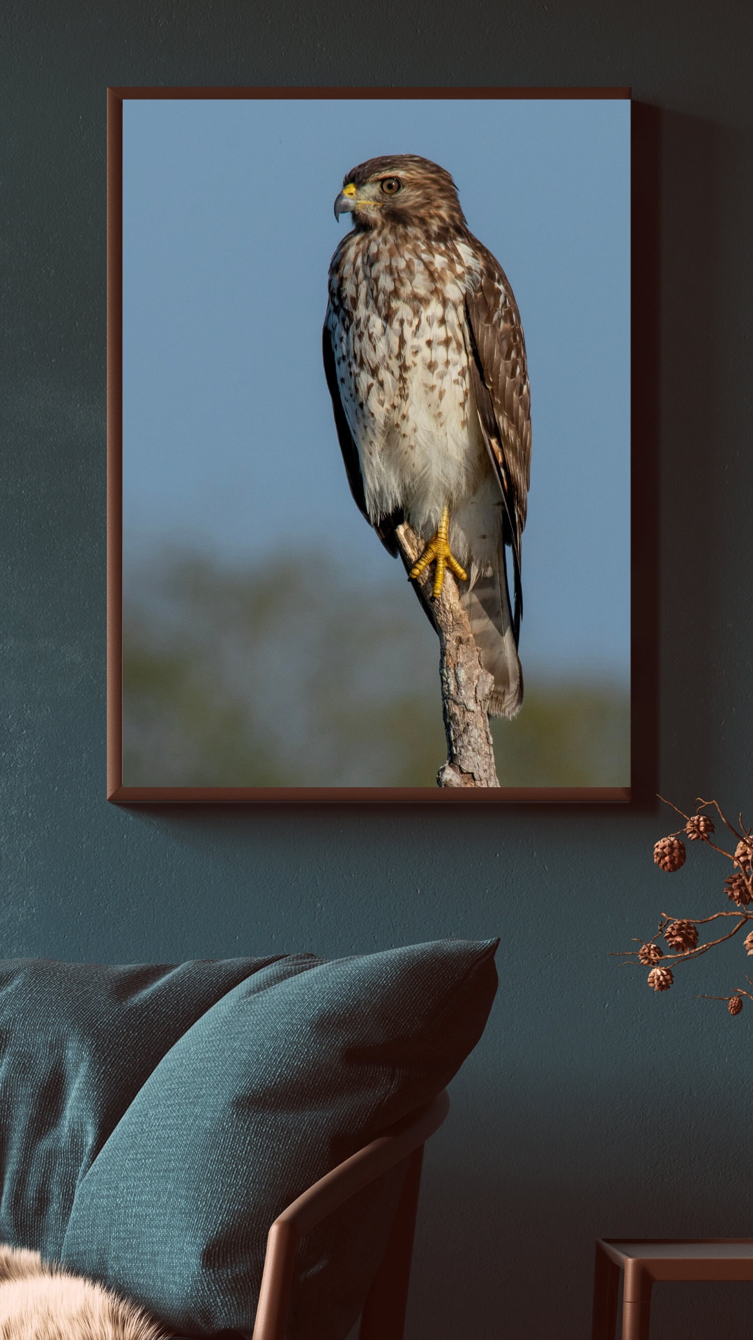 Red Shouldered Hawk Fine Art Print | Hawk Portrait | Hawk Photo | Bird ...