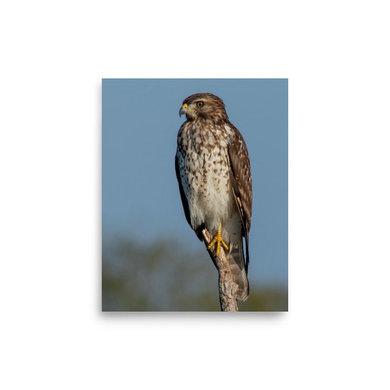 Red Shouldered Hawk Fine Art Print | Hawk Portrait | Hawk Photo | Bird ...