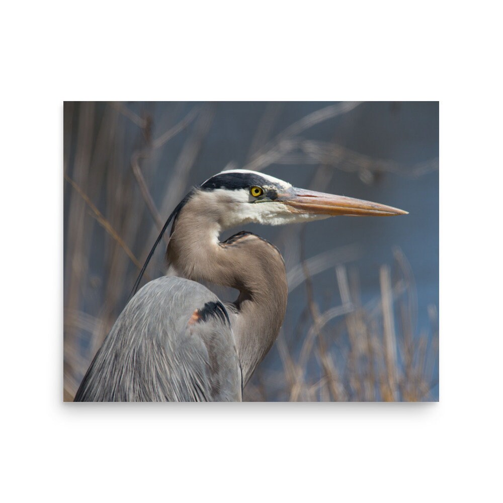 Great Blue Heron Fine Art Print Blue Heron Portrait Blue Heron Photo ...