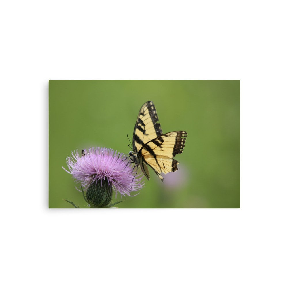 Butterfly Photo Print | Eastern Tiger Swallowtail | Butterfly Decor ...