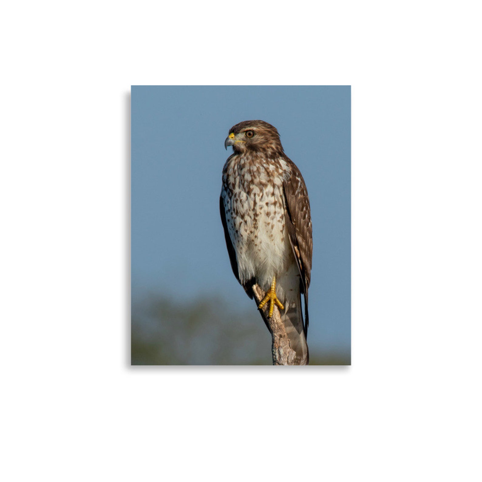 Red Shouldered Hawk Fine Art Print | Hawk Portrait | Hawk Photo | Bird ...