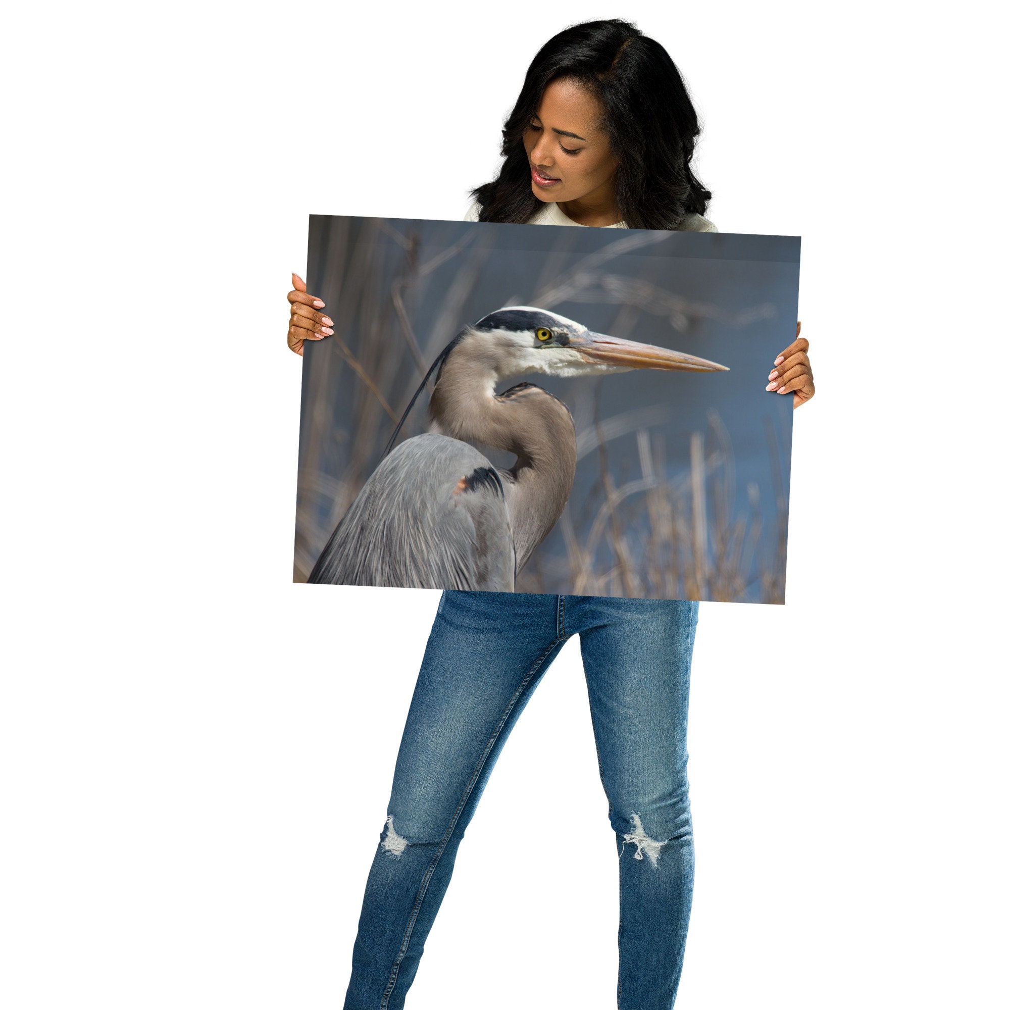 Great Blue Heron Fine Art Print Blue Heron Portrait Blue Heron Photo ...