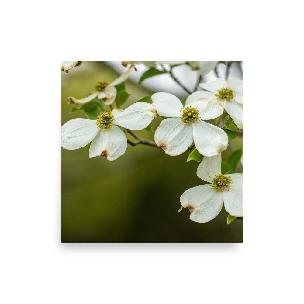 Flowering Dogwood Photo Print Dogwood Wall Art Flower Photography ...
