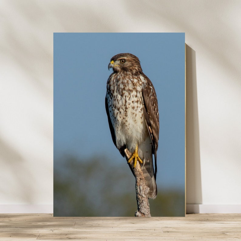 Red Shouldered Hawk Fine Art Print | Hawk Portrait | Hawk Photo | Bird ...