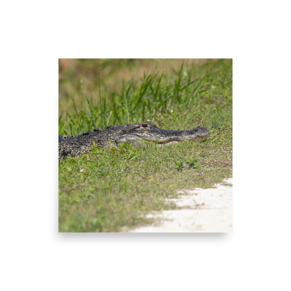 Alligator Photo Print Alligator Photography Alligator Alligator Wall ...