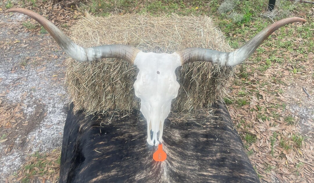 Authentic Texas Longhorn Skull 48 - Etsy