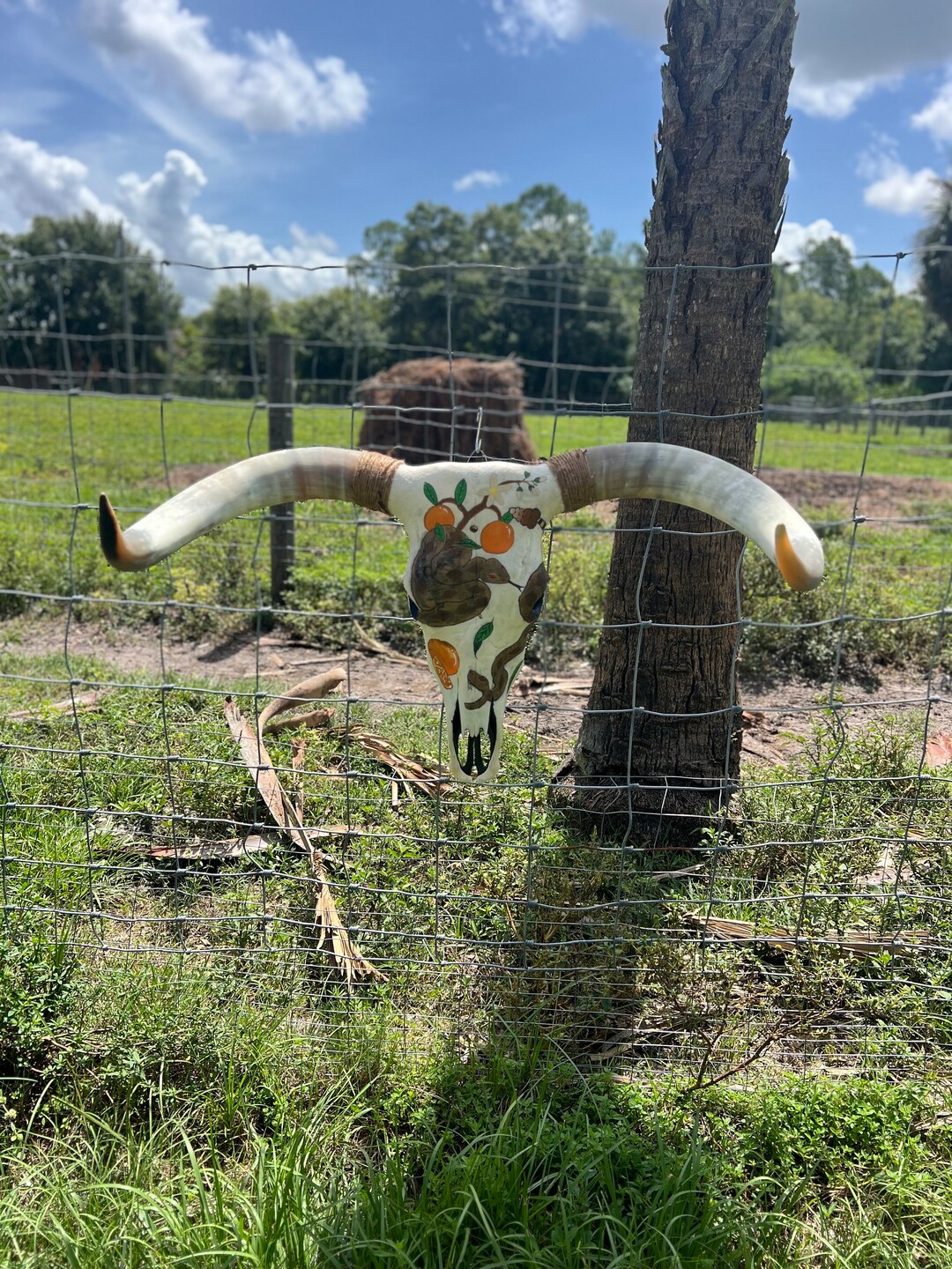 28” Authentic Texas Longhorn Skull - Etsy