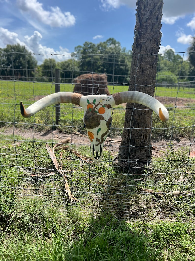 28” Authentic Texas Longhorn Skull - Etsy