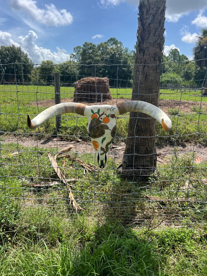 28” Authentic Texas Longhorn Skull - Etsy