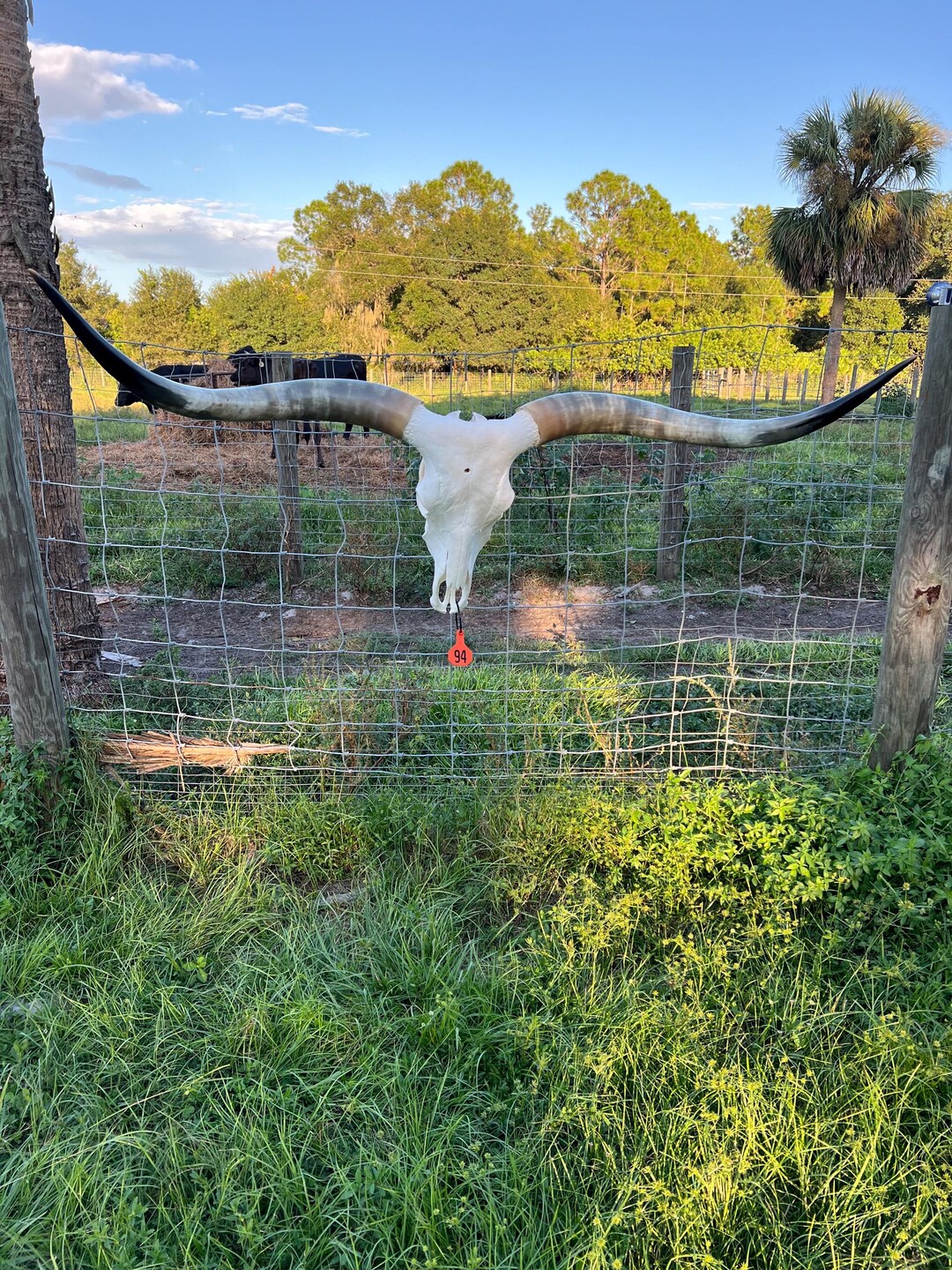 70 Authentic Texas Longhorn Skull - Etsy