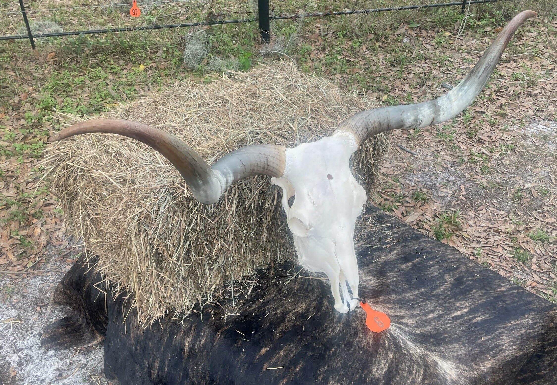 Authentic Texas Longhorn Skull 48 - Etsy