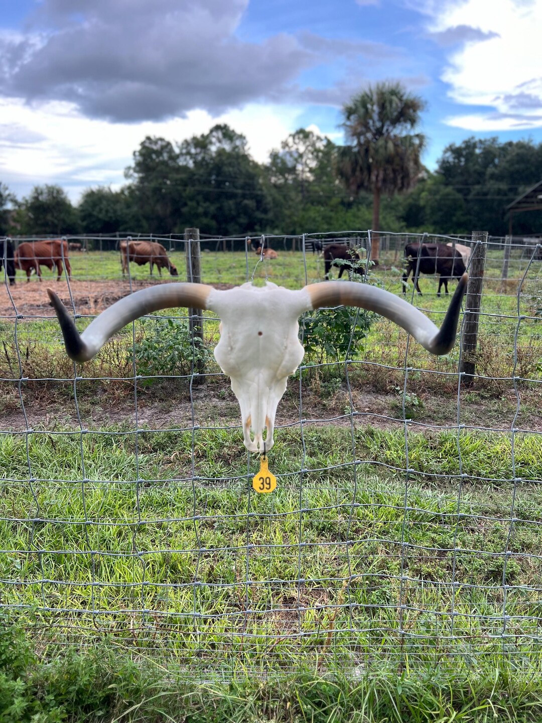 27 Authentic Texas Longhorn Skull - Etsy