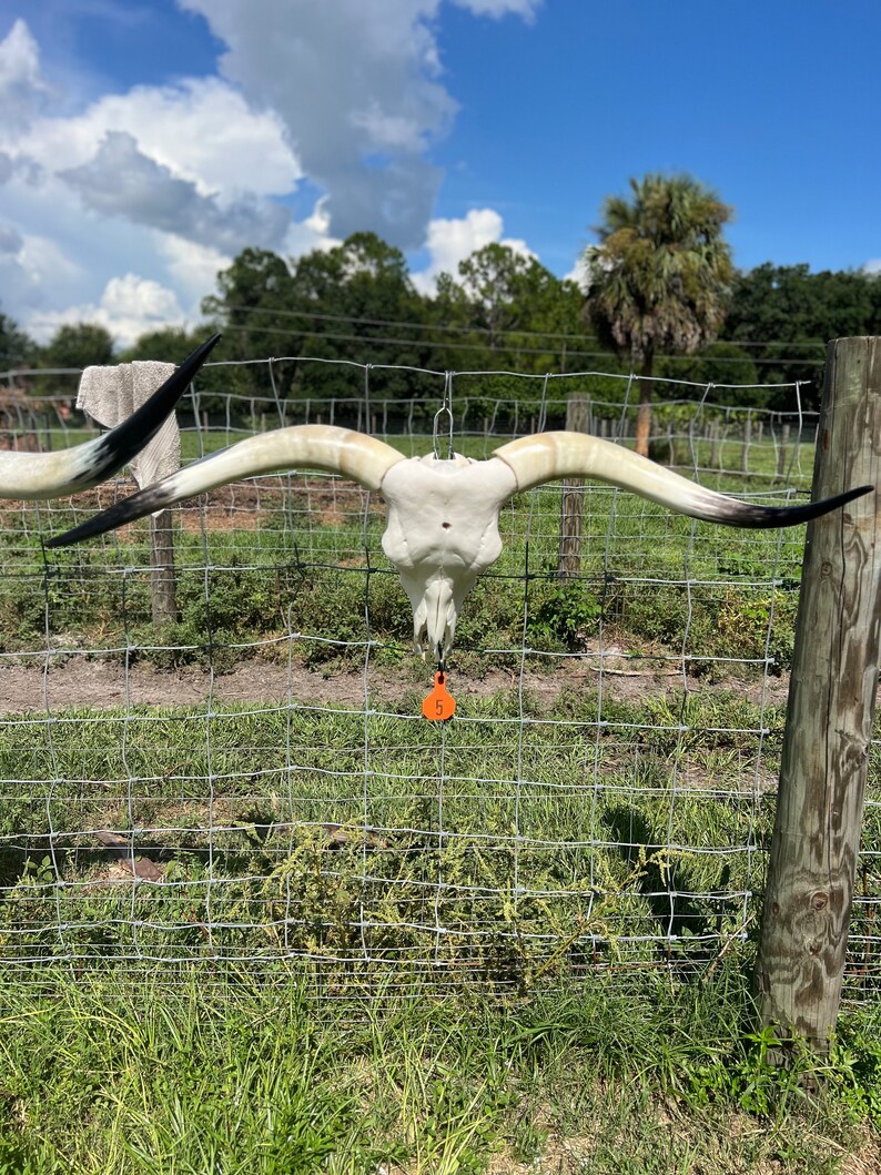 43 Authentic Texas Longhorn Skull - Etsy