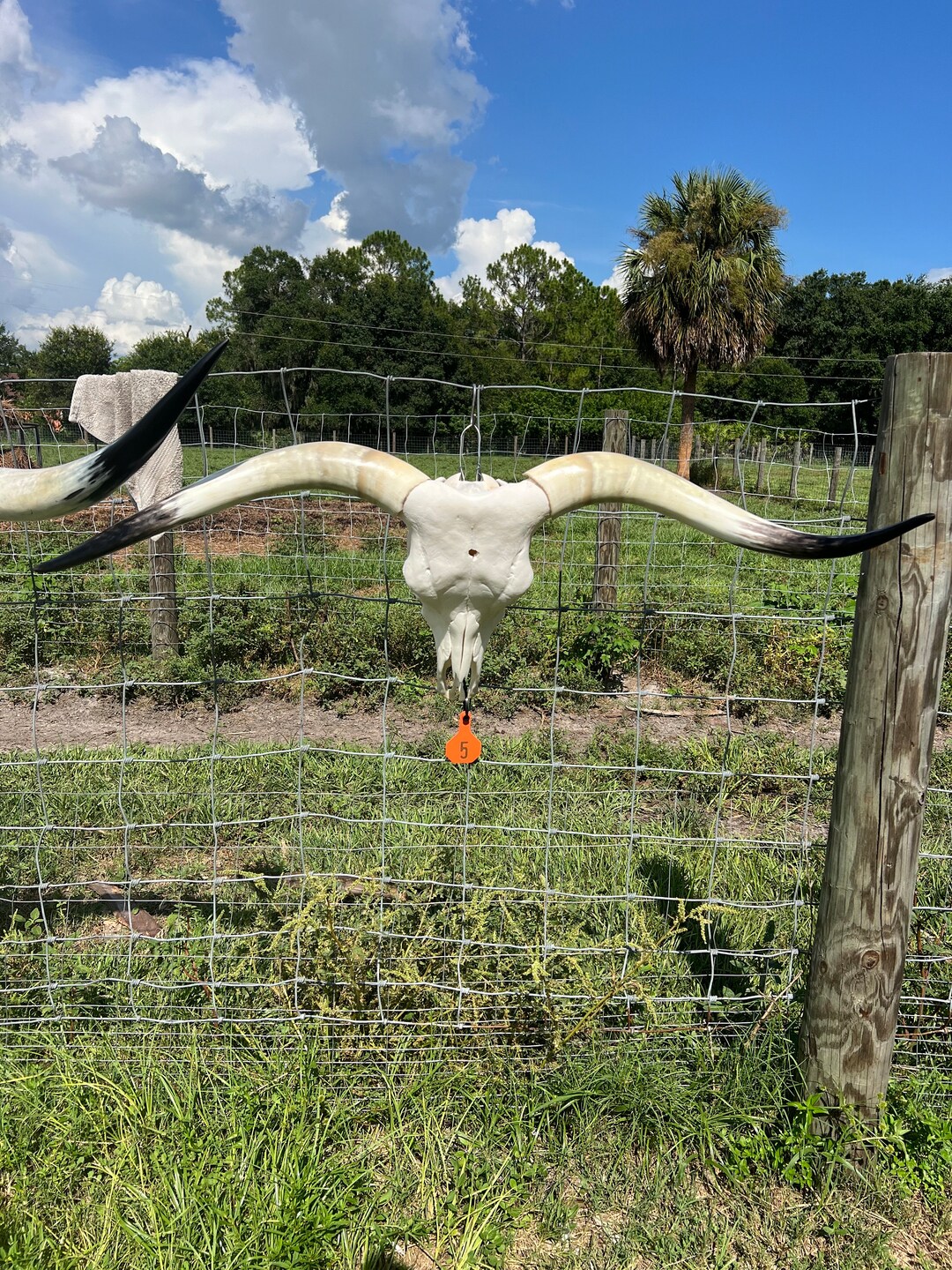43 Authentic Texas Longhorn Skull - Etsy