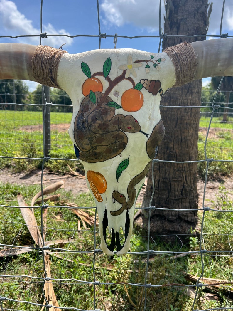 28” Authentic Texas Longhorn Skull - Etsy