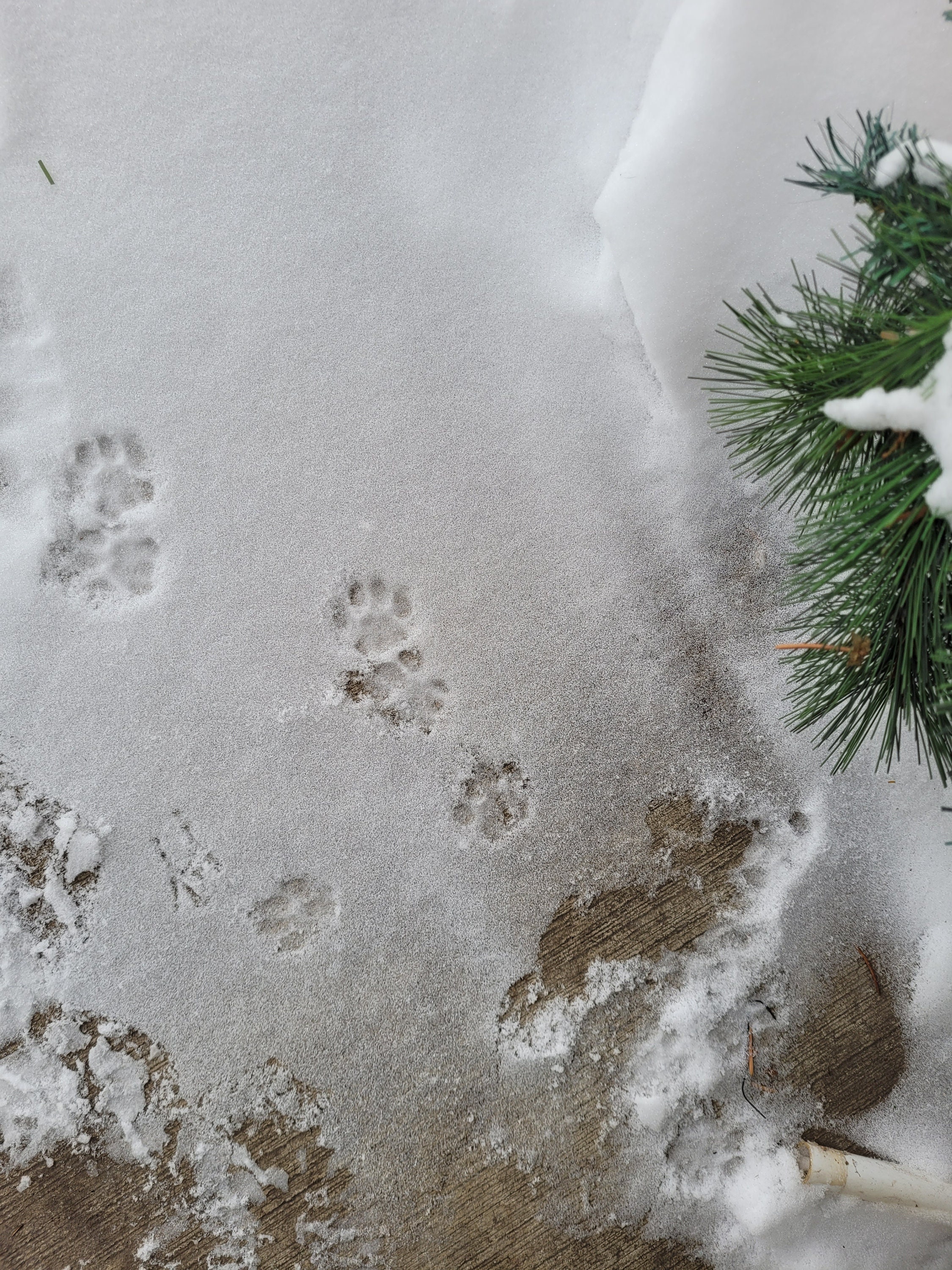 Cat Paw Prints in the Snow - Etsy