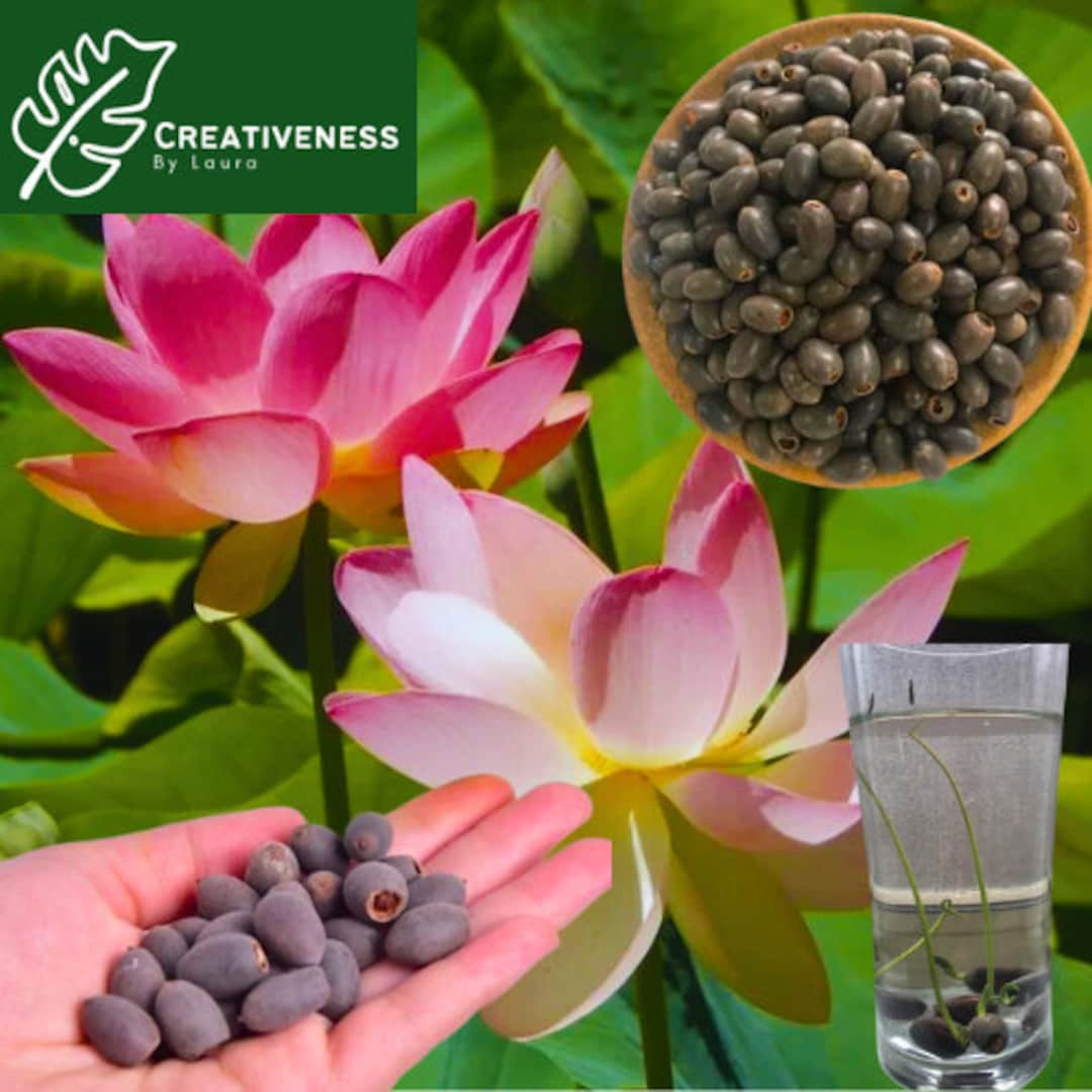 600 Nelumbo nucifera Seeds Pack Sacred Indian Asian Blue Pink Lotus ...
