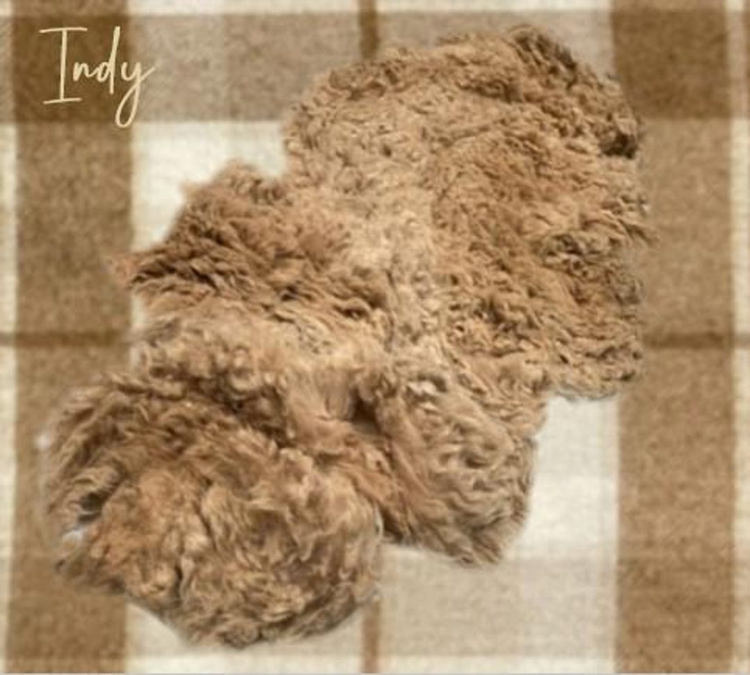 Soft Paco-vicuna Luxury Rare & Fine Wool - One Whole Raw Fleece - A ...