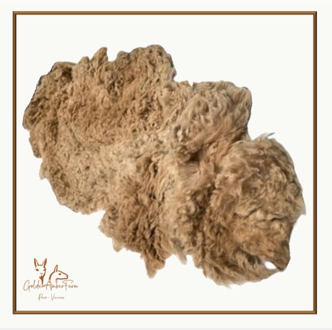 Soft Paco-vicuna Luxury Rare & Fine Wool - One Whole Raw Fleece - A ...