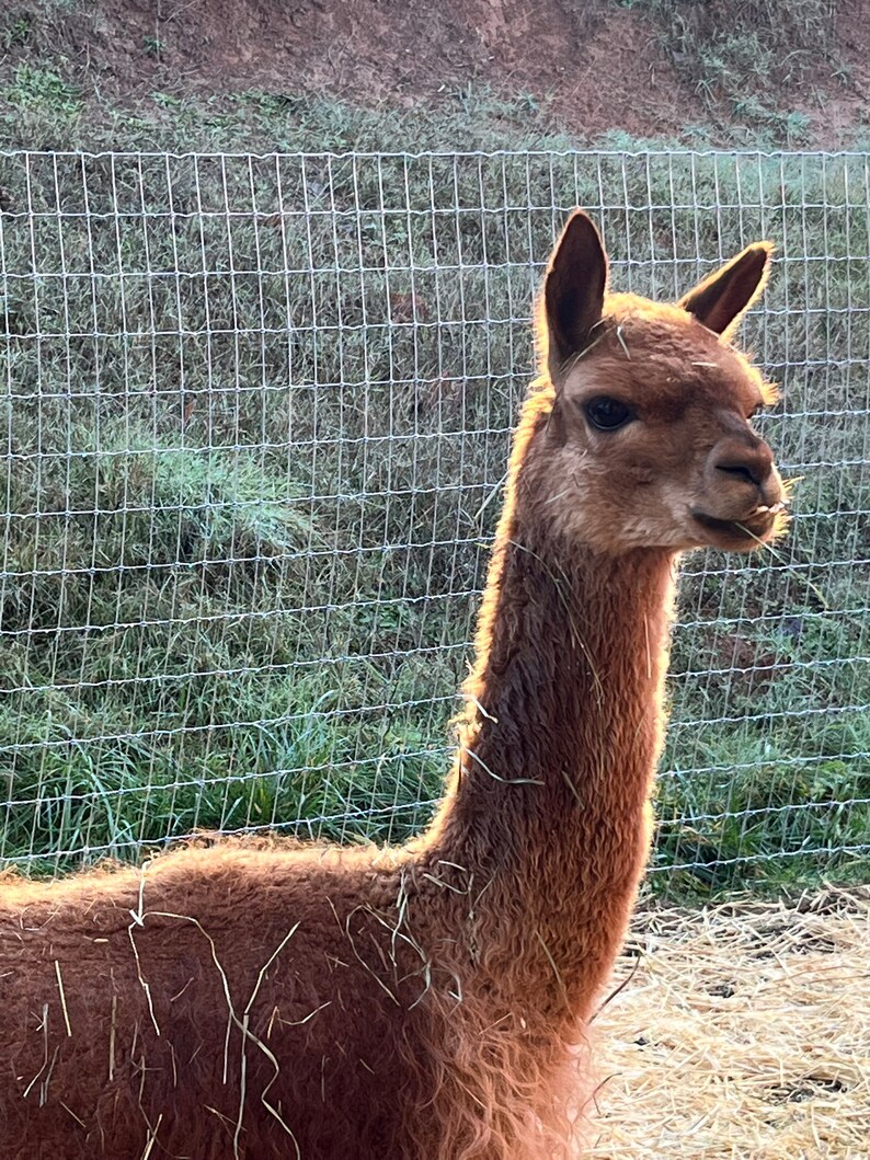 Soft Paco-vicuna Luxury Rare & Fine Wool - One Whole Raw Fleece Blanket ...