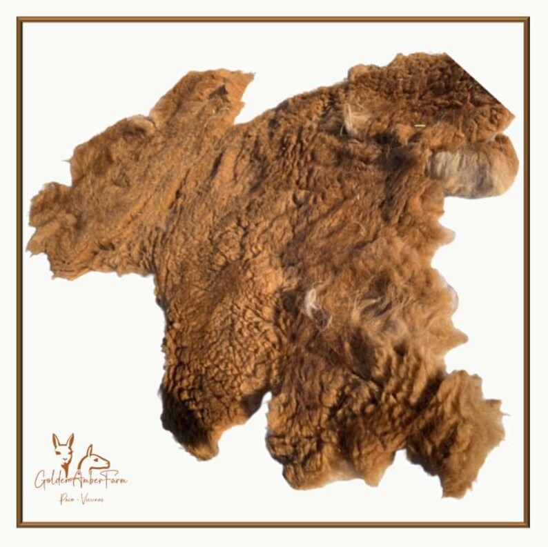 Soft Paco-vicuna Luxury Rare & Fine Wool - One Whole Raw Fleece Blanket ...