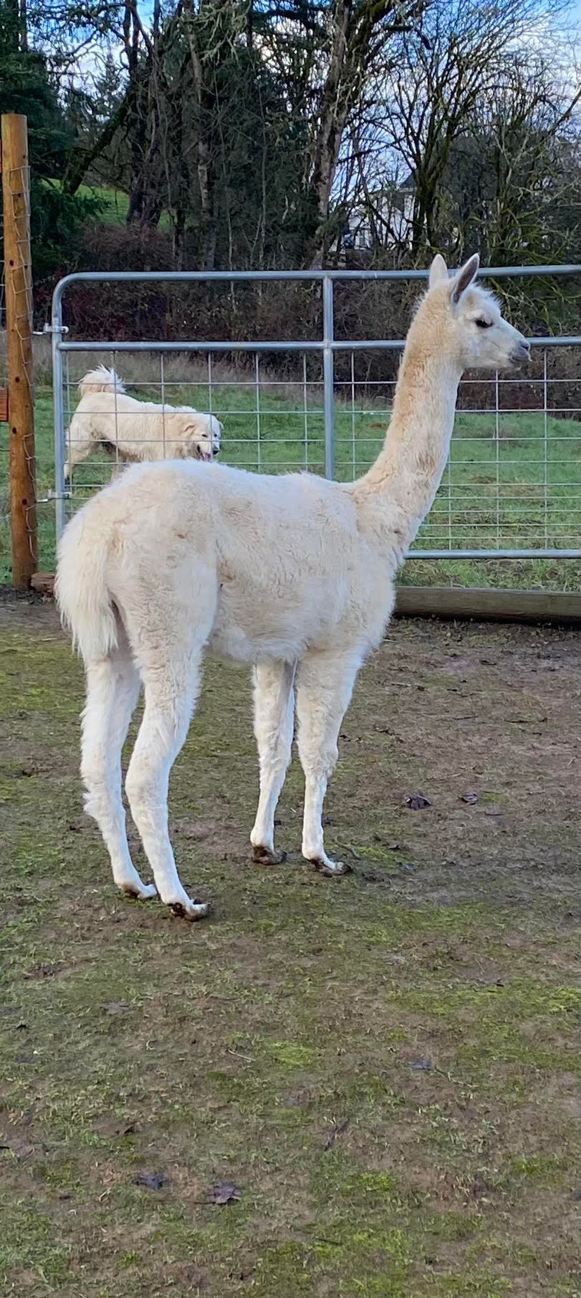 Paco-vicuna Soft Luxury Rare & Fine Wool Roving combed Top 28g A ...