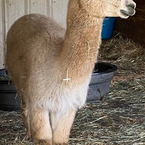 Soft Paco-vicuna Luxury Rare & Fine Wool - One Whole Raw Fleece - A ...