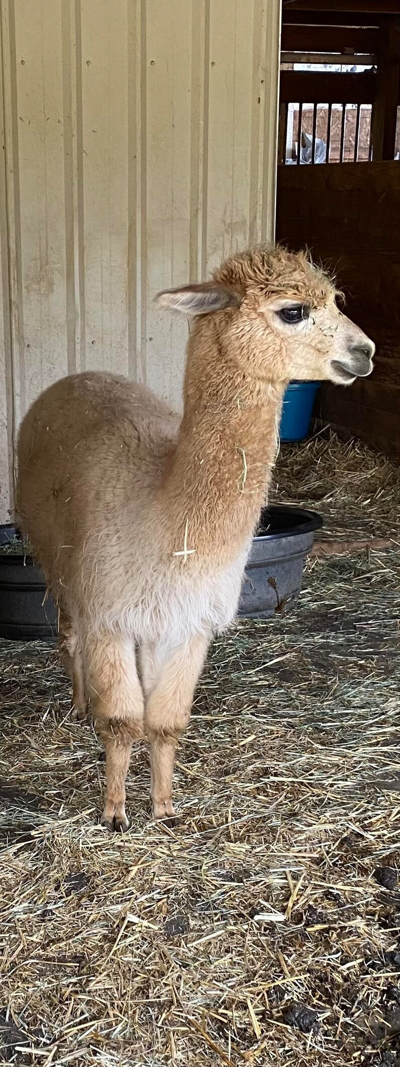 Soft Paco-vicuna Luxury Rare & Fine Wool - One Whole Raw Fleece - A ...