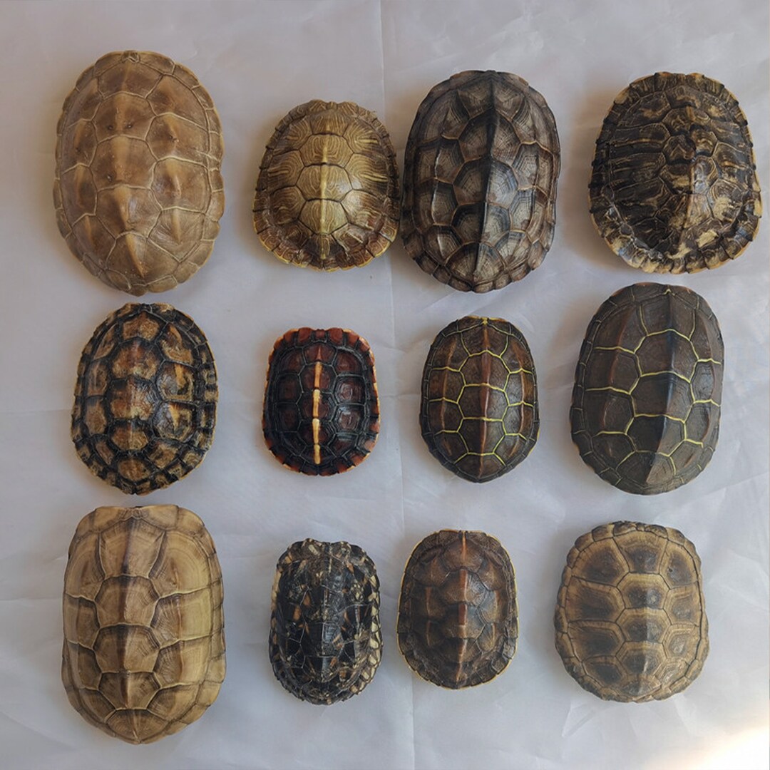 Rare Natural Turtles Shell Natural Turtles Shell Turtles Shell True ...