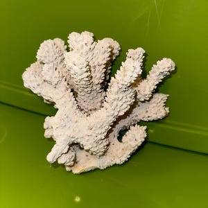Coral Decor! - Etsy