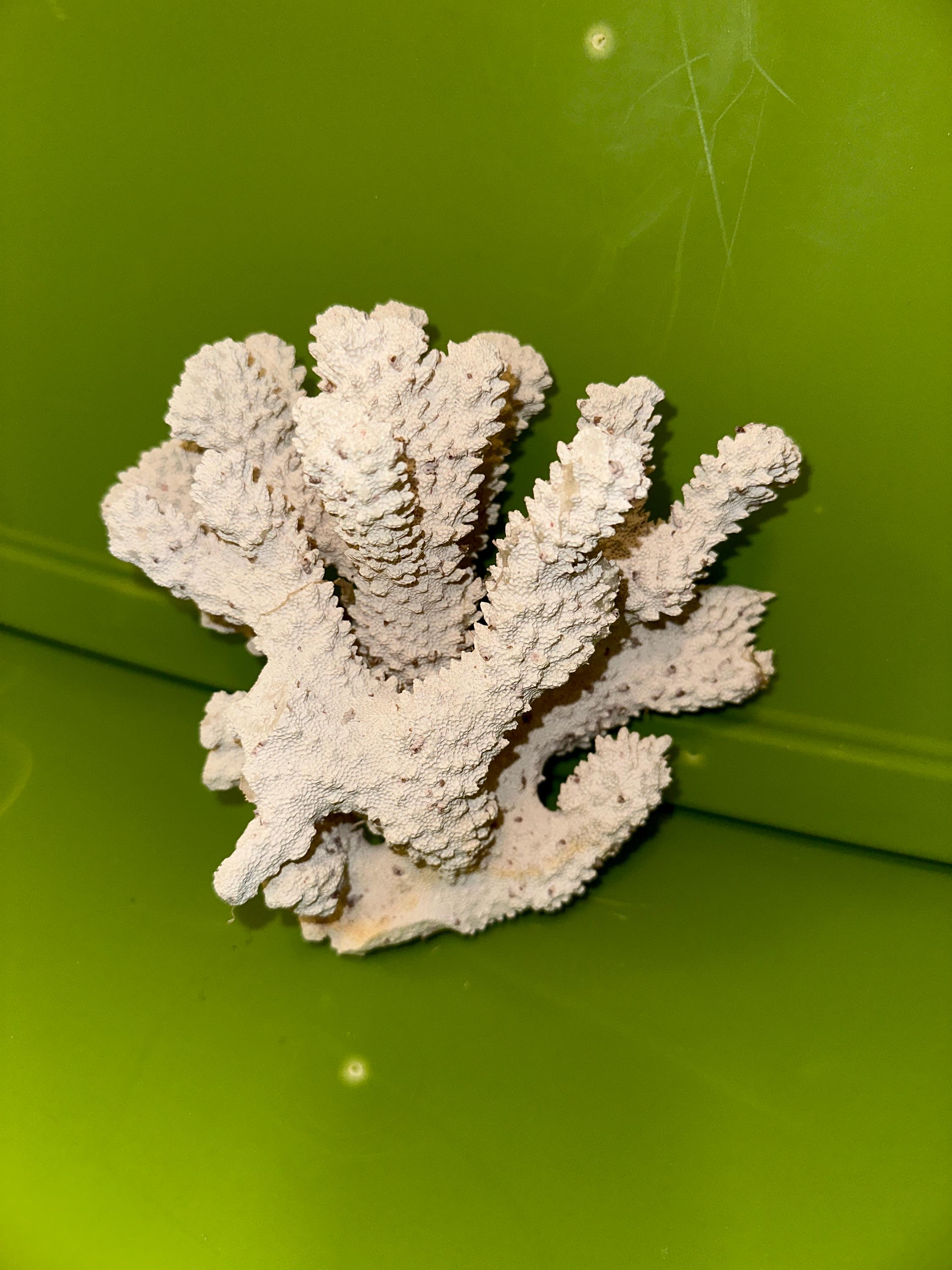 Coral Decor! - Etsy