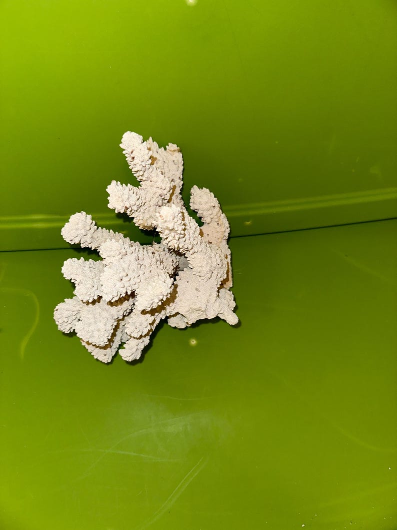 Coral Decor! - Etsy