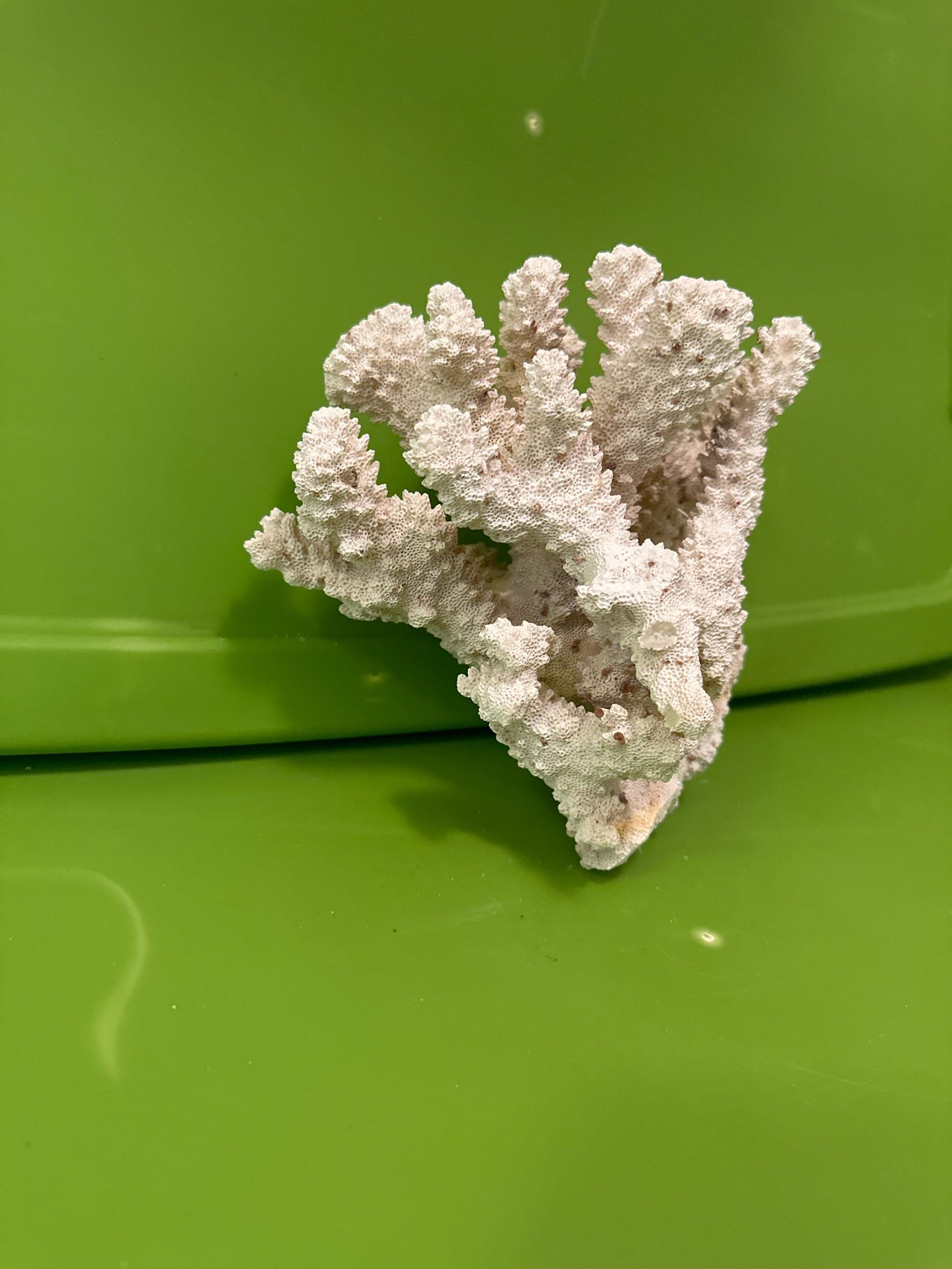 Coral Decor! - Etsy