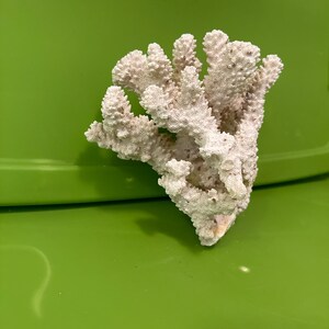 Coral Decor! - Etsy