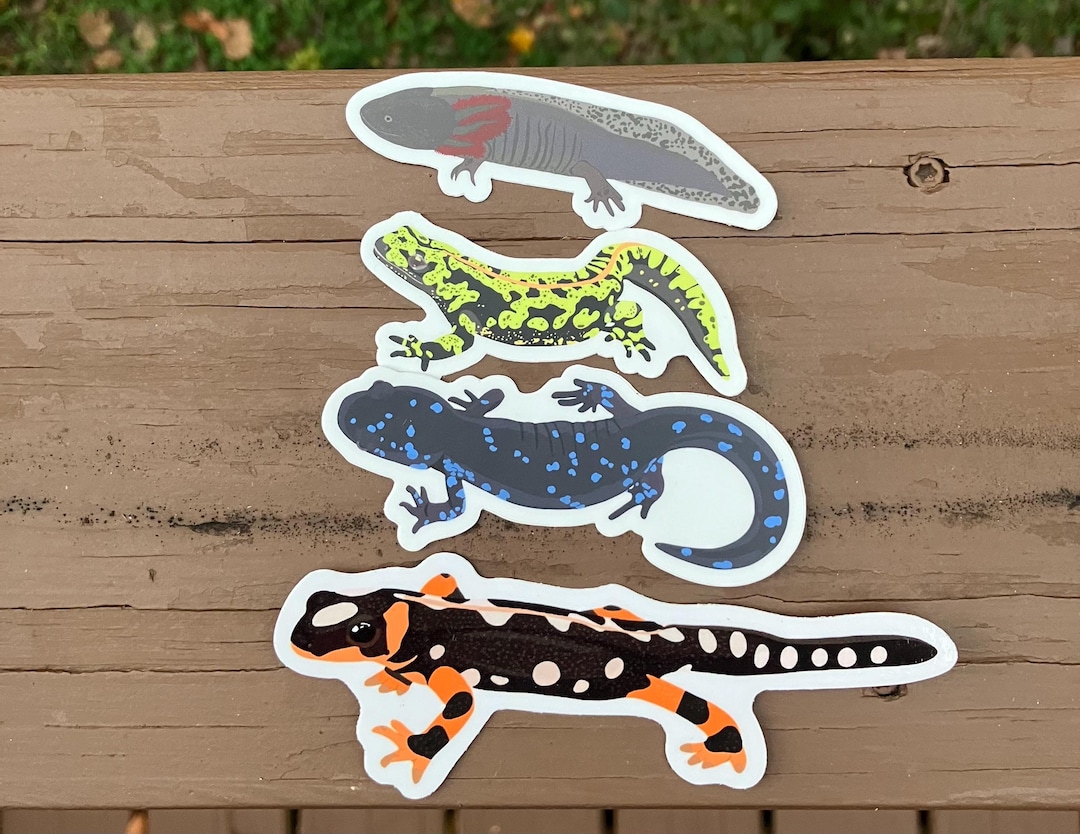Salamander Sticker Pack, Multiple Salamander Species Stickers, Vinyl ...