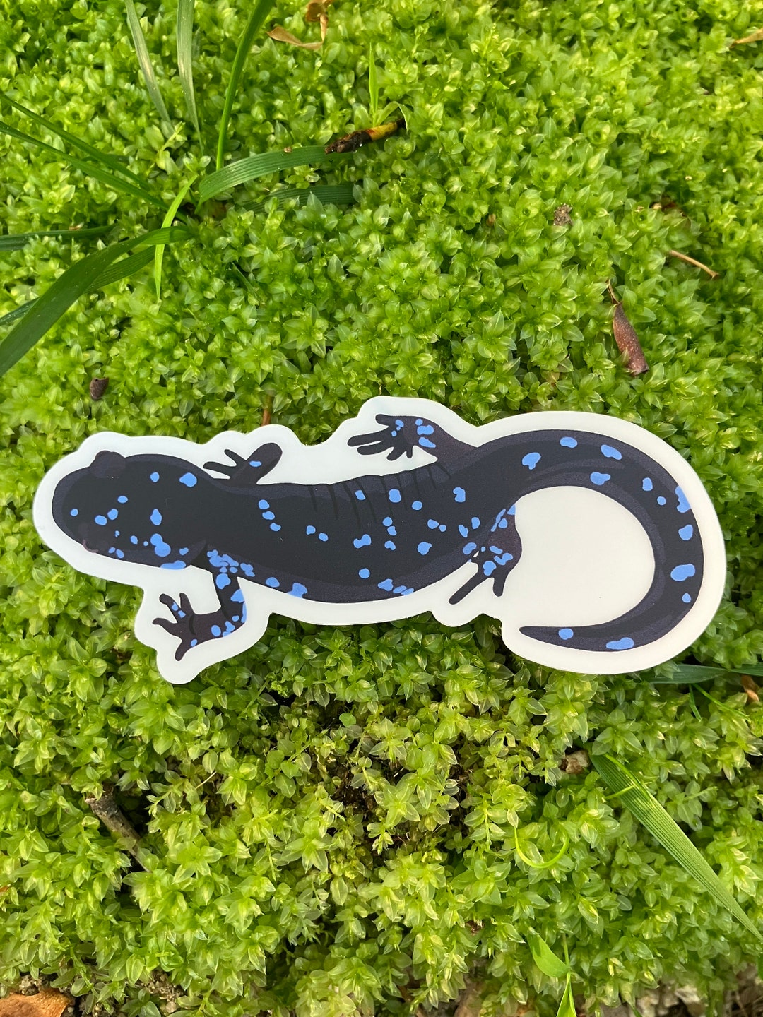 Blue Spotted Salamander Sticker, Die Cut Matte Vinyl - Etsy