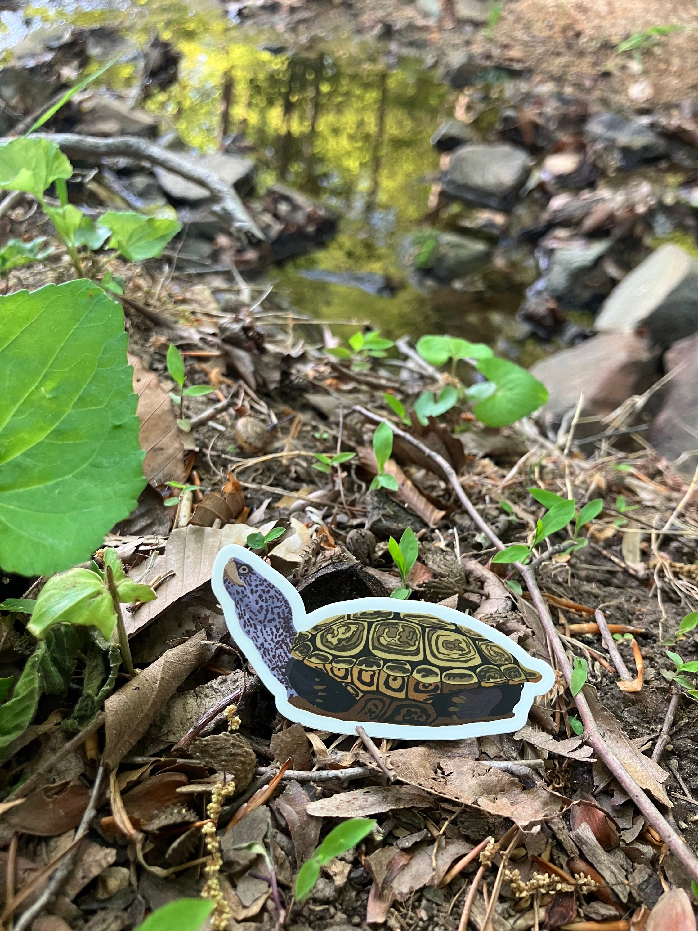 Diamondback Terrapin Sticker, Turtle Matte Vinyl Sticker - Etsy