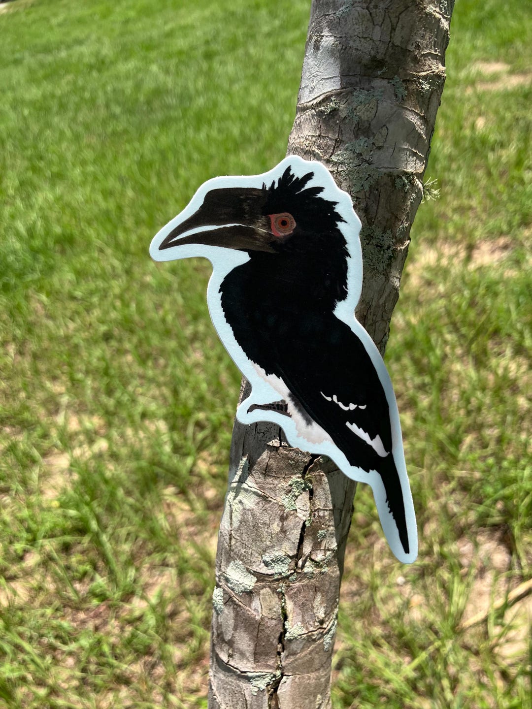 Trumpeter Hornbill, Matte Vinyl Bird Sticker - Etsy