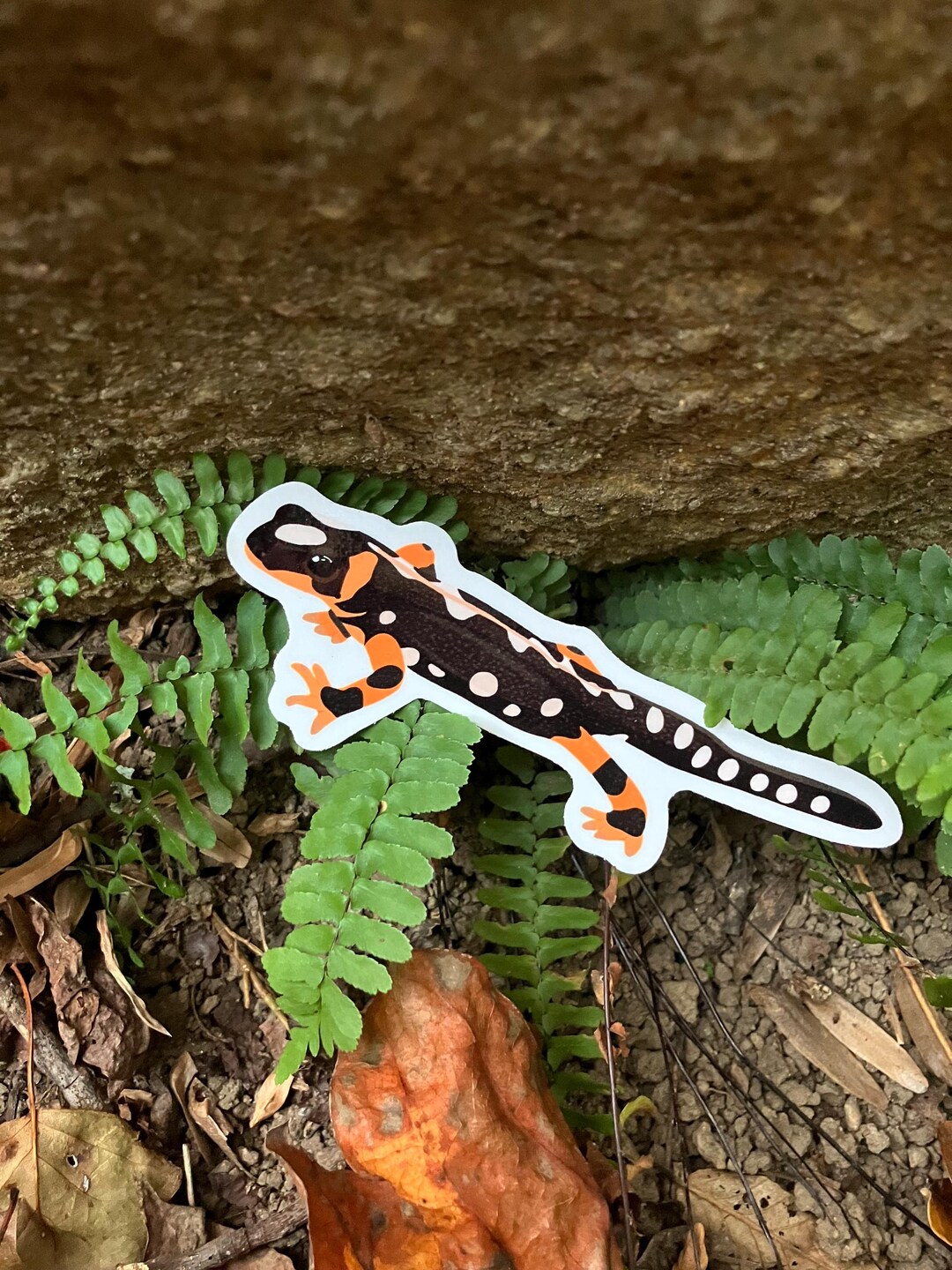 Kaiser's Spotted Newt Sticker: Glossy Vinyl Salamander Decal - Etsy