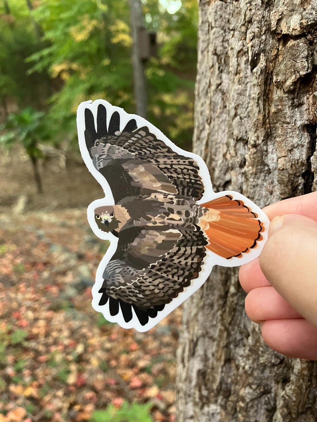 Red-tailed Hawk Sticker, Matte Vinyl Hawk Sticker - Etsy