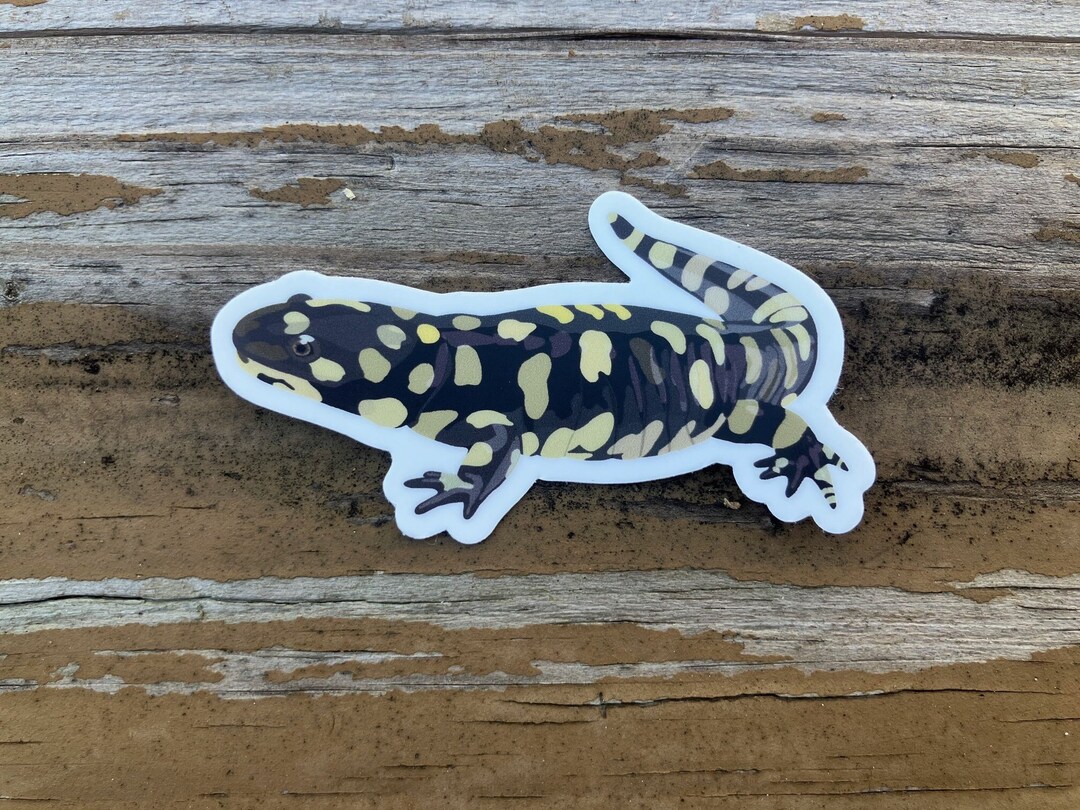 Tiger Salamander Sticker: Matte Vinyl Die Cut, Original Art - Etsy
