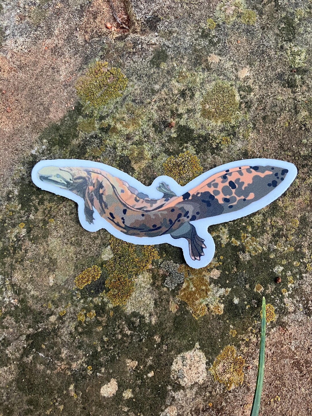 Hellbender Sticker, Vinyl Sticker, Salamander - Etsy