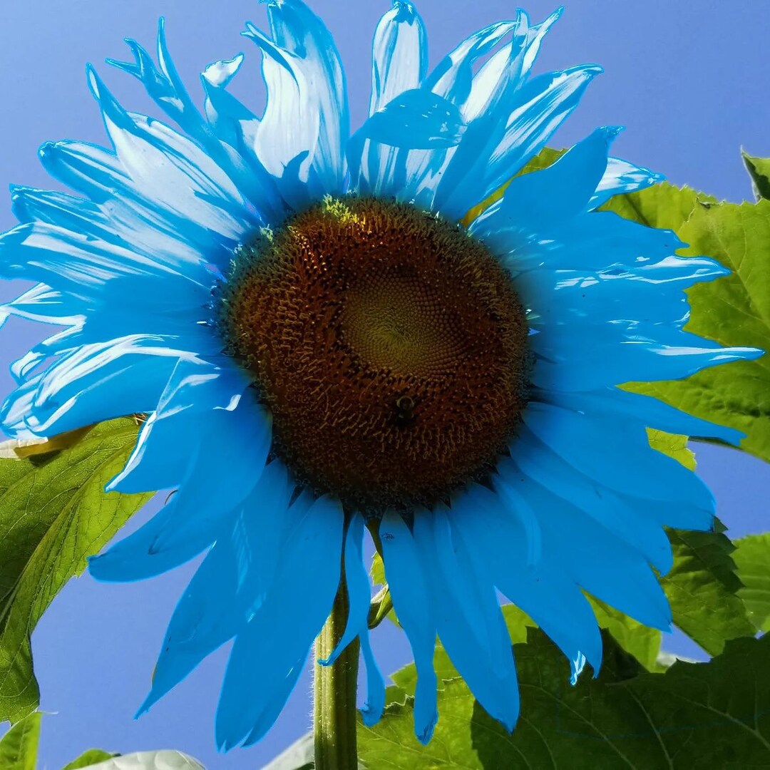 25 Blue Sunflower Seeds Plants Garden Plants Bonsai Rare Flower ...