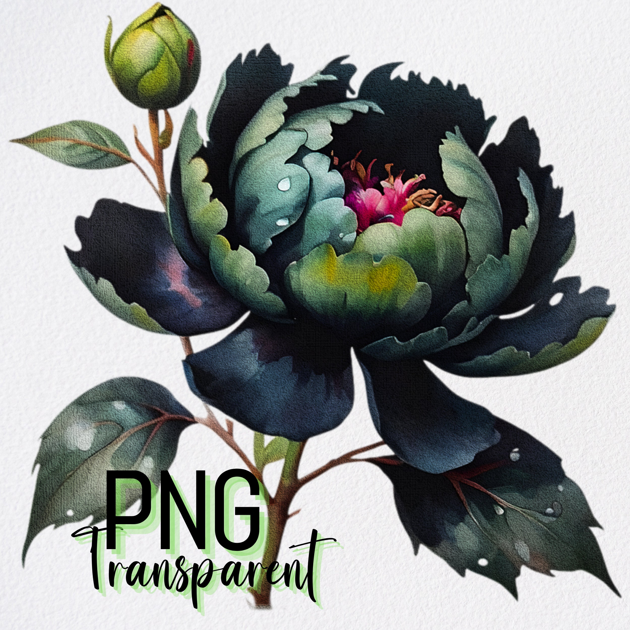 Black Peonies Clipart, Peony Watercolor Clipart, Peony Cement Texture ...