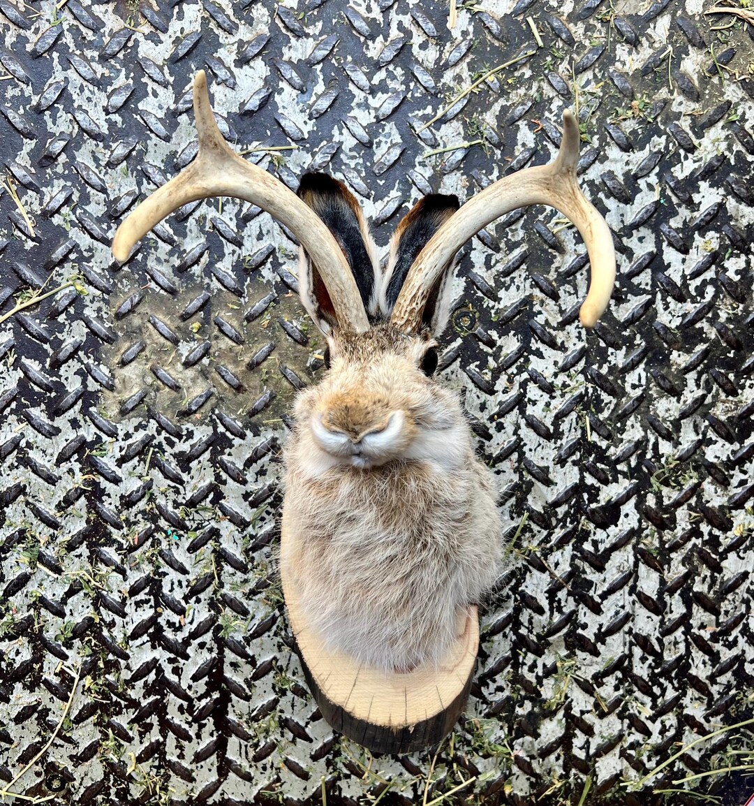 Jack-a-lope - Etsy