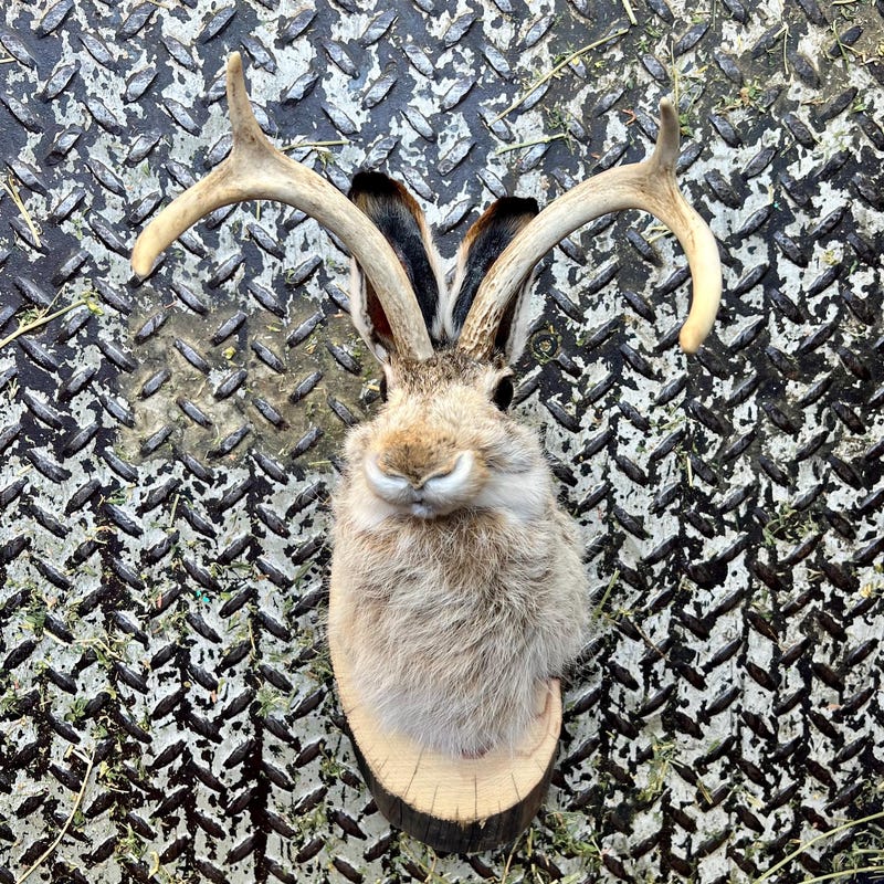 Jackalope Taxidermy - Etsy