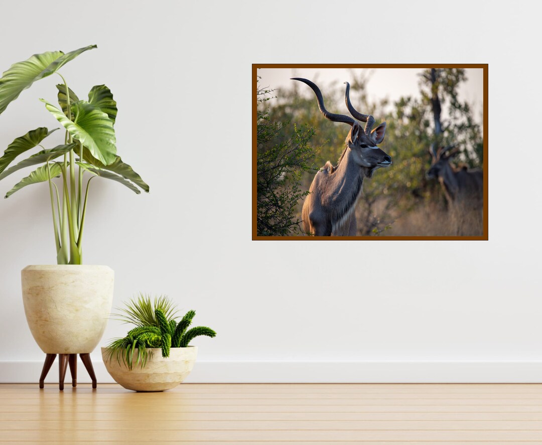 The Greater Kudu | Kruger National Park South Africa | Wall Art Print ...